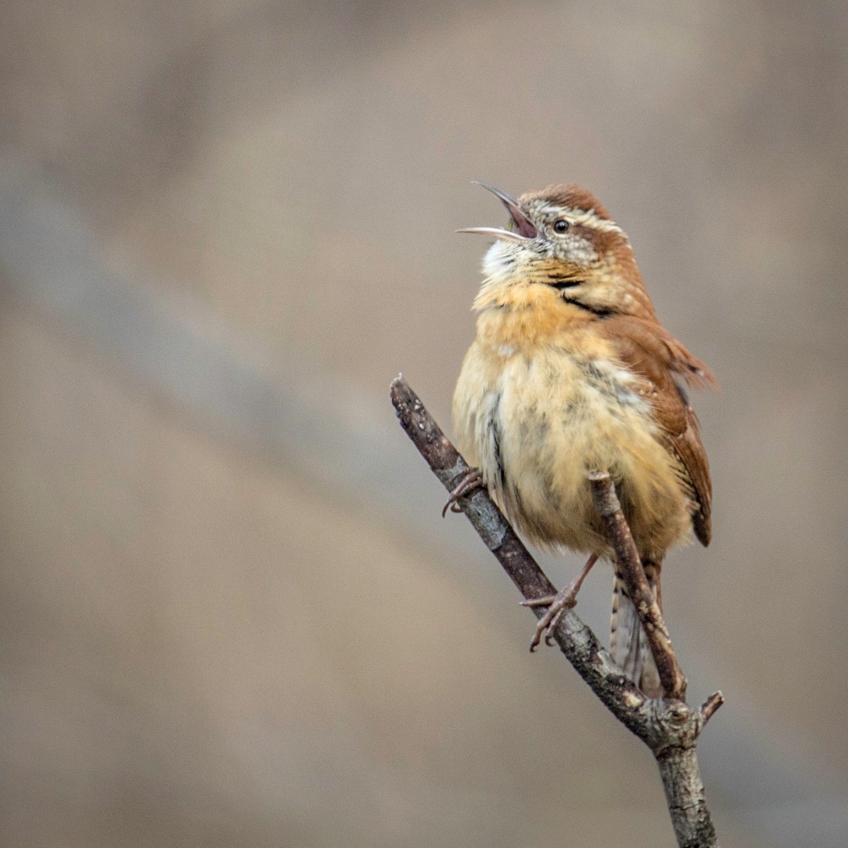 Franklin the Carolina Wren | Elizabeth Barron Botanical Photography