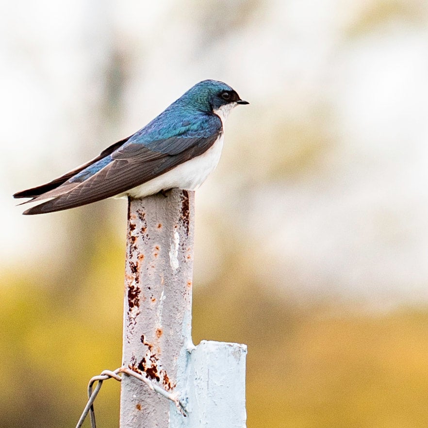 Rustic Tree Swallow | Elizabeth Barron Botanical Photography