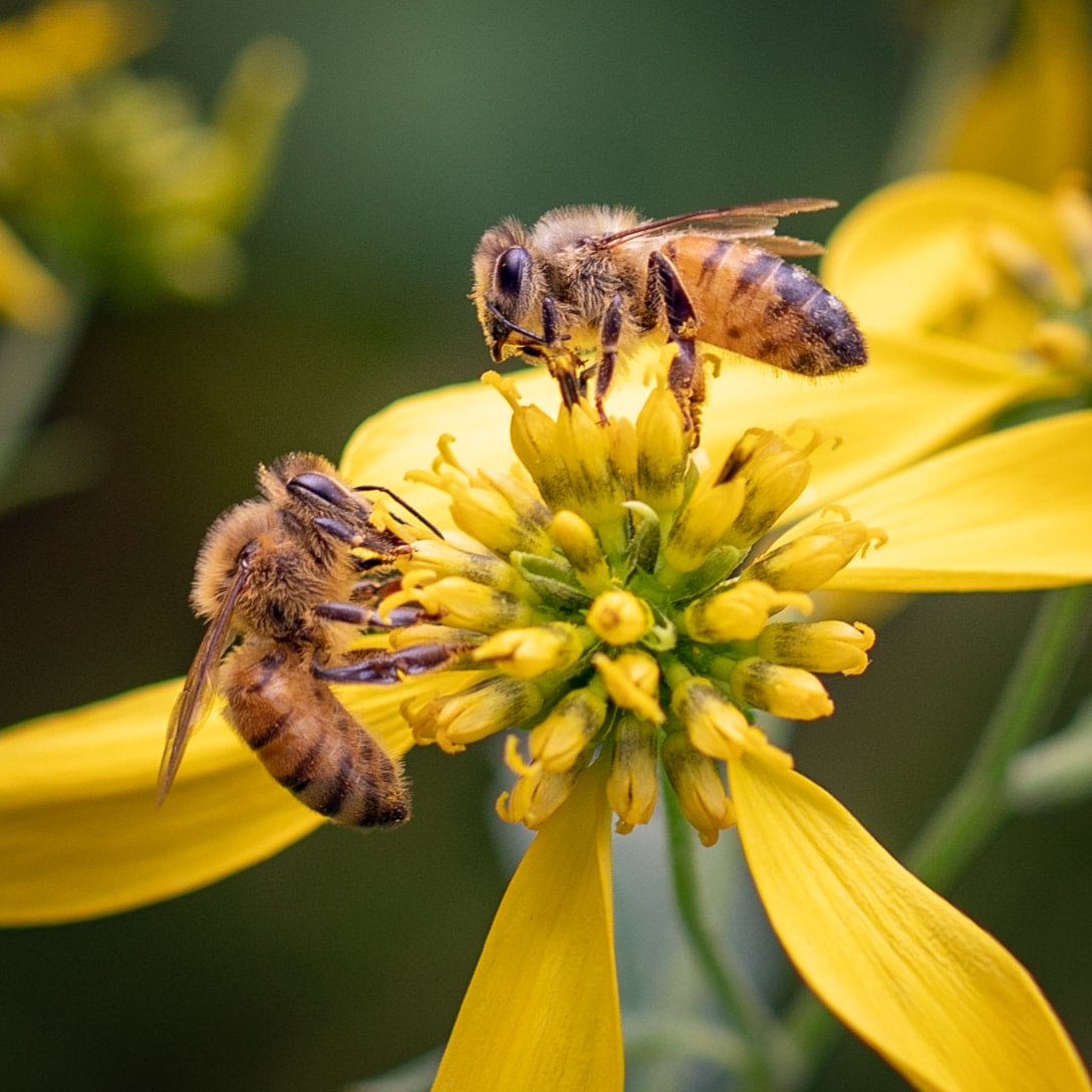 Bee F F's | Elizabeth Barron Botanical Photography