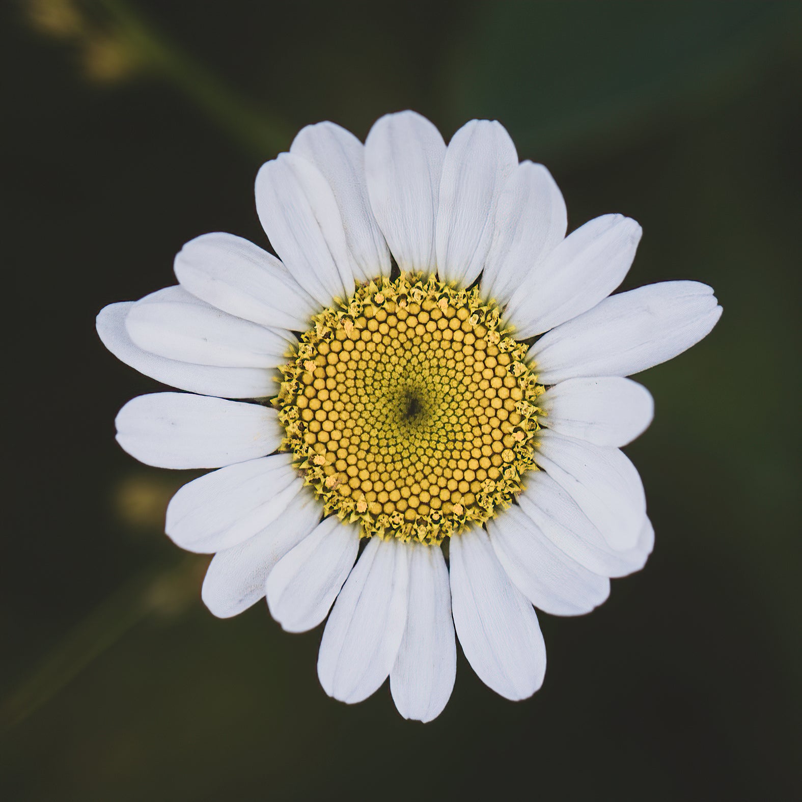 Fibonacci Daisy | Elizabeth Barron Botanical Photography