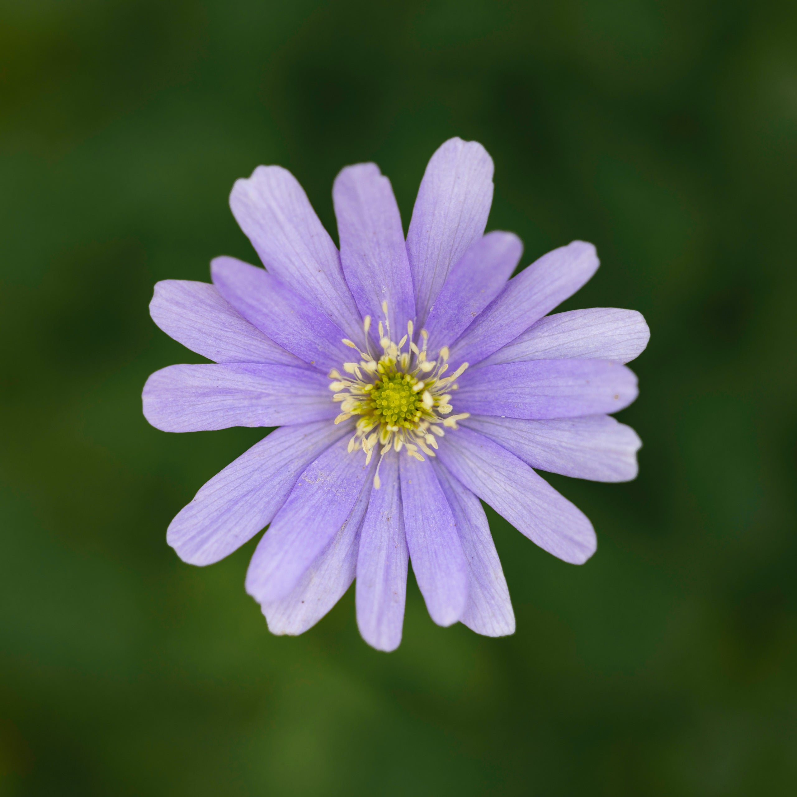 Purple Hepatica | Elizabeth Barron Botanical Photography
