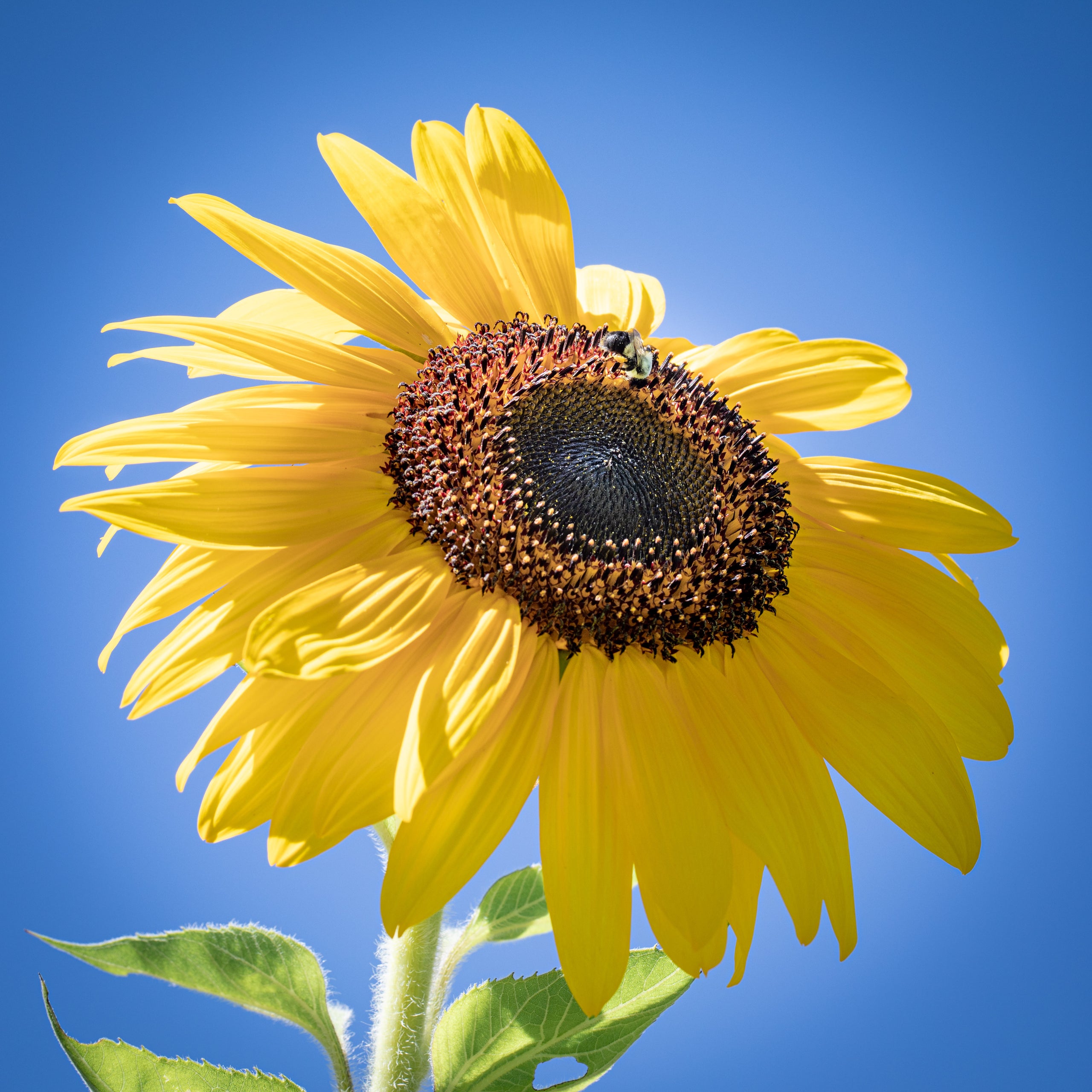 Sunflower and Bumblebee | Elizabeth Barron Botanical Photography